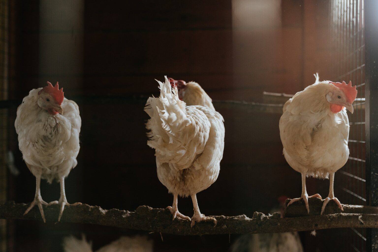 Do Chickens Have Periods? Unpacking Egg-Laying - City Life to Farm Life