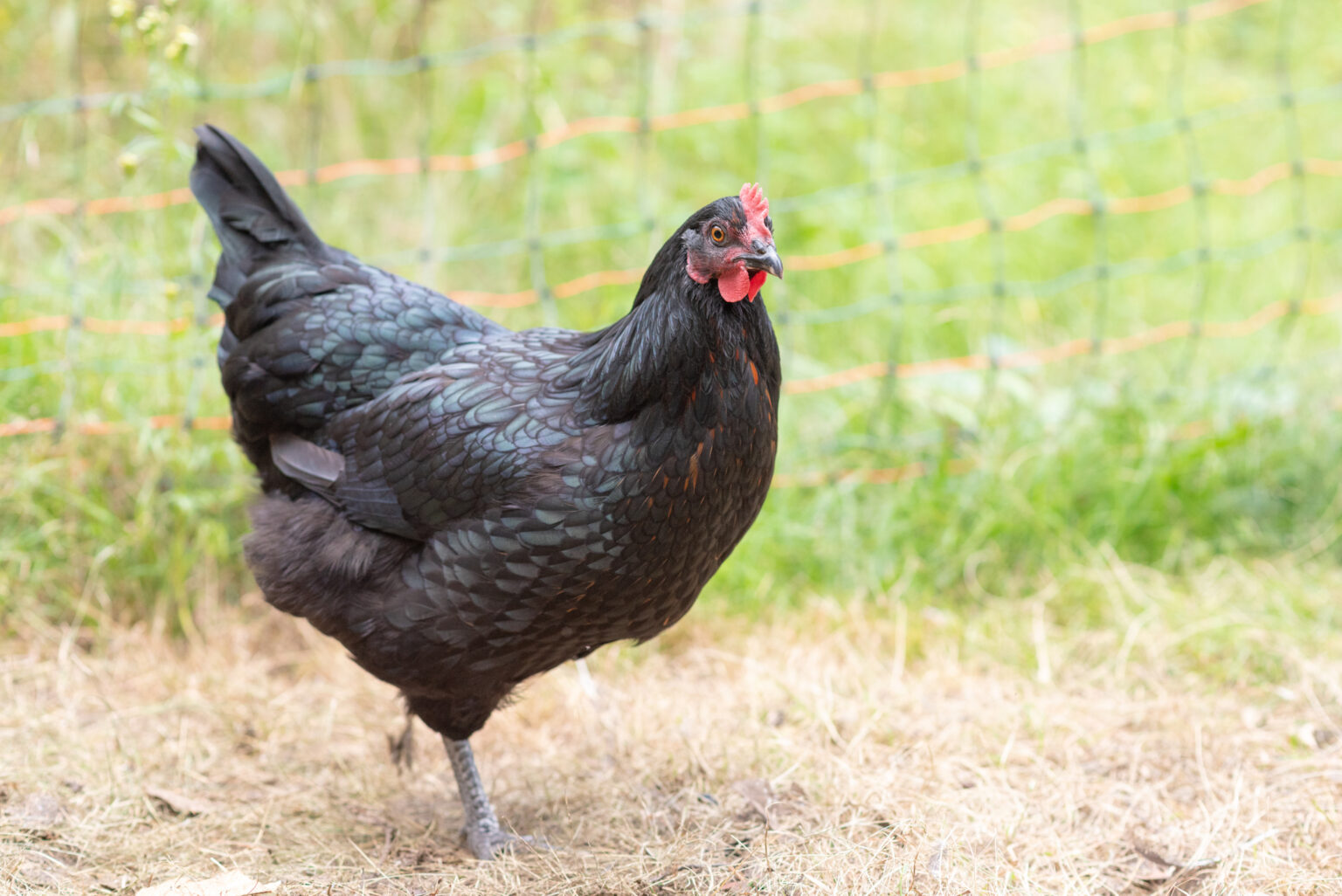 The 15 Best Chicken Breeds for Foraging and Free Ranging