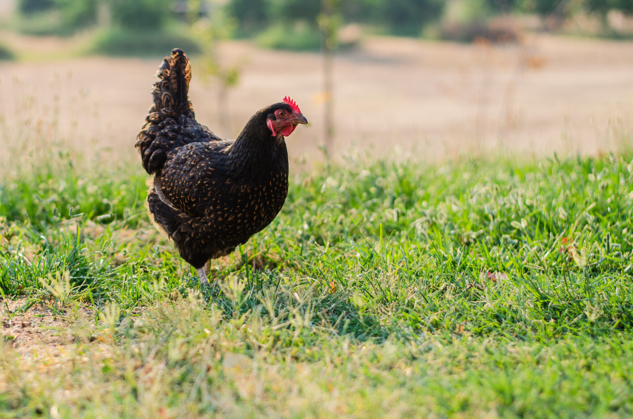 Dark Brown Egg Layers - City Life to Farm Life