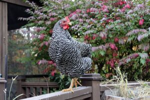 The 15 Best Chicken Breeds for Foraging and Free Ranging