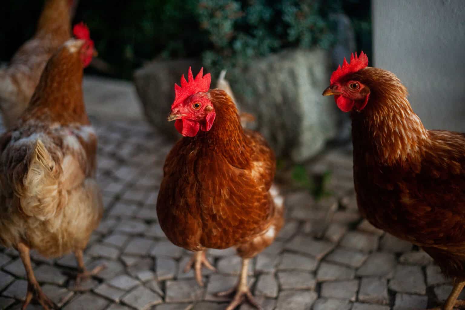 The Colorful World of the Dixie Rainbow Chicken Breed