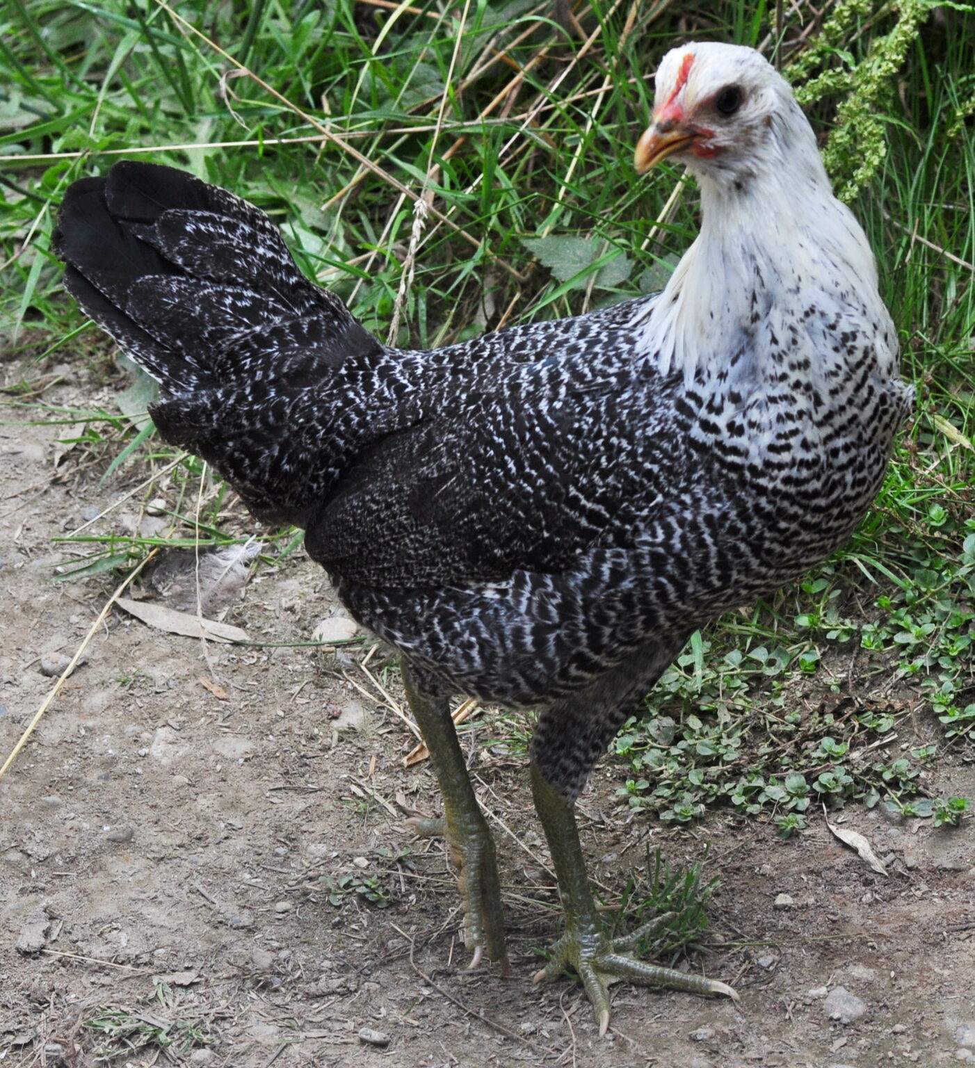 The 15 Best Chicken Breeds for Foraging and Free Ranging