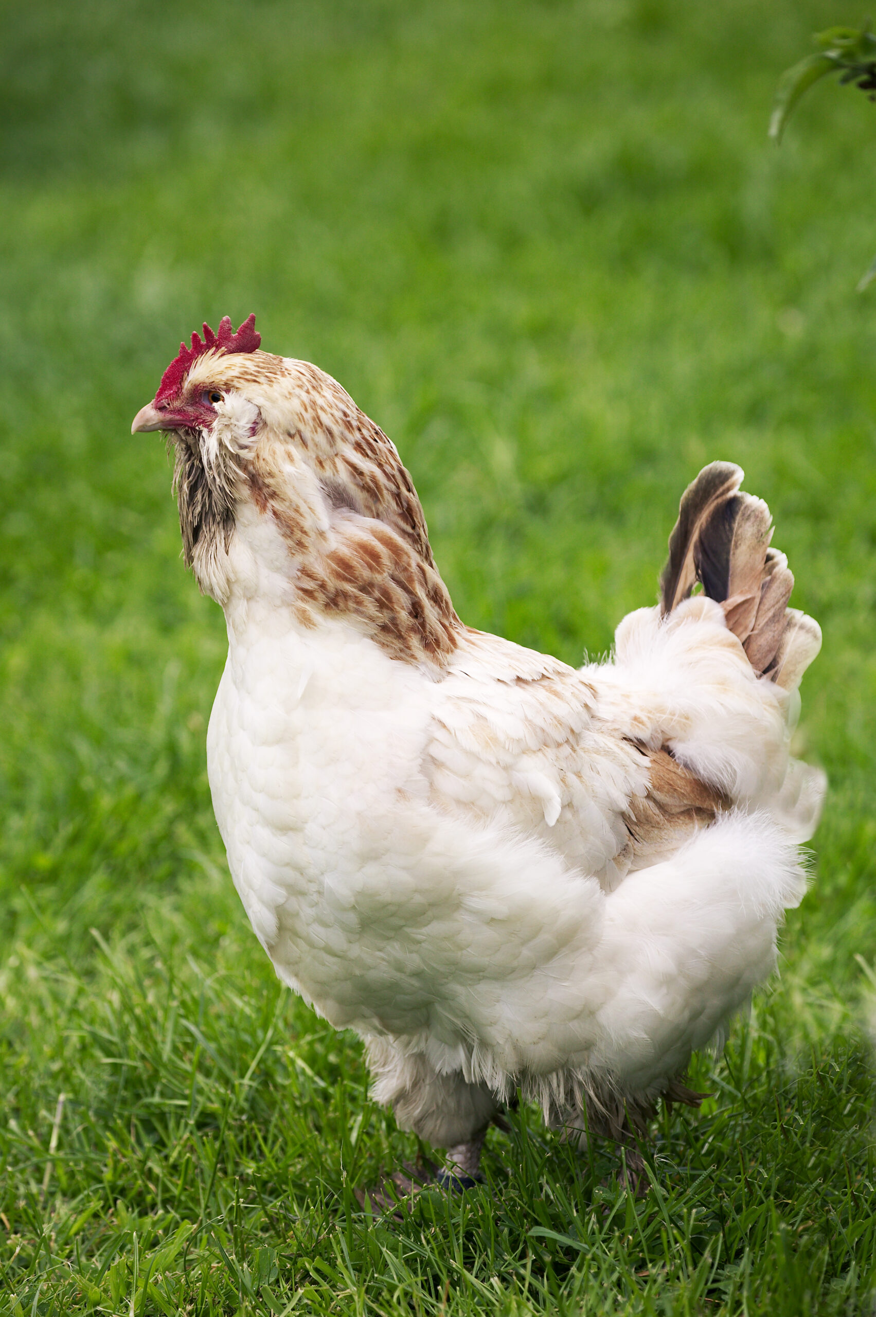 The Top Quiet Chicken Breeds for Peaceful Coops