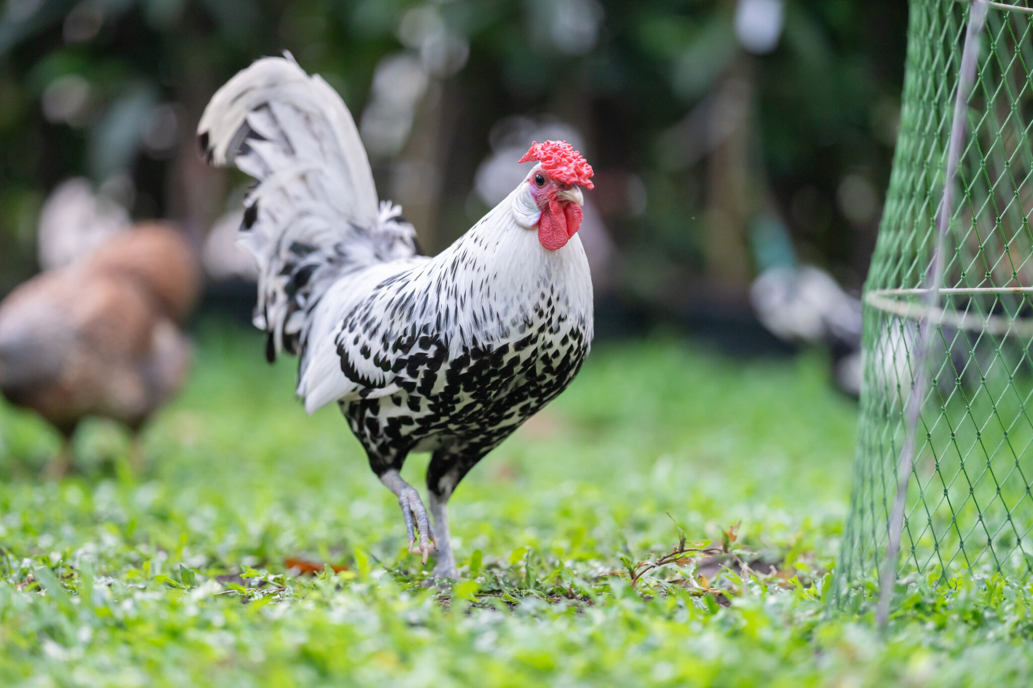 The Top Quiet Chicken Breeds for Peaceful Coops