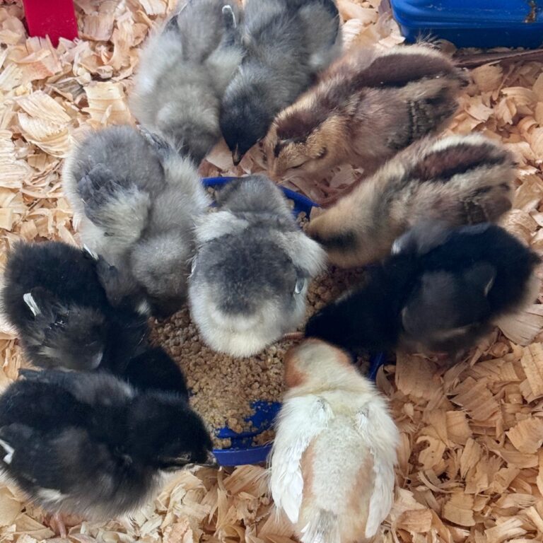 Essential Guide to Feeding Baby Chicks - City Life to Farm Life