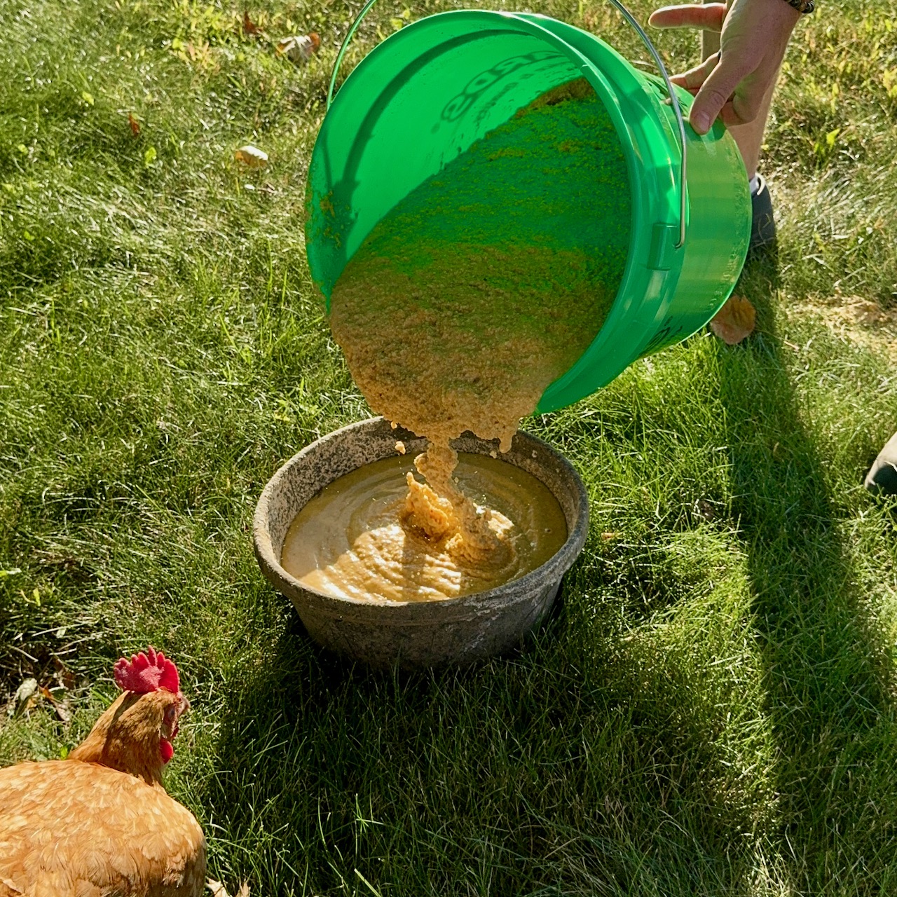 Backyard Chicken Seasonal Care and Chicken Coop Maintenance - City Life ...