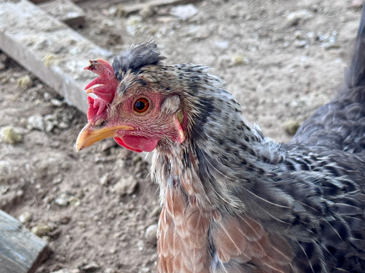 Frostbite in Chickens: Signs and Prevention - City Life to Farm Life