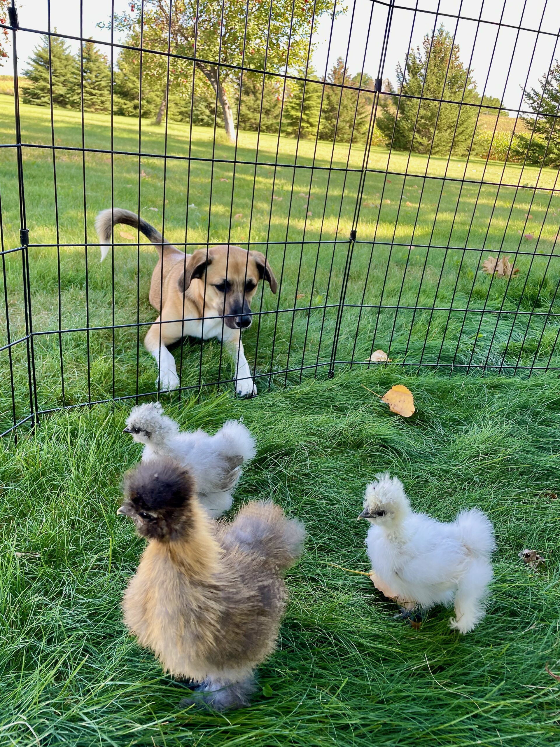 A Guide for How Big Silkie Chickens Can Get