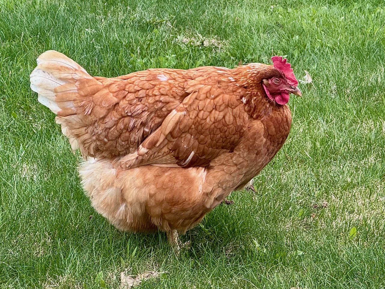 Water Belly in Chickens: My Experience & What You Need to Know - City ...