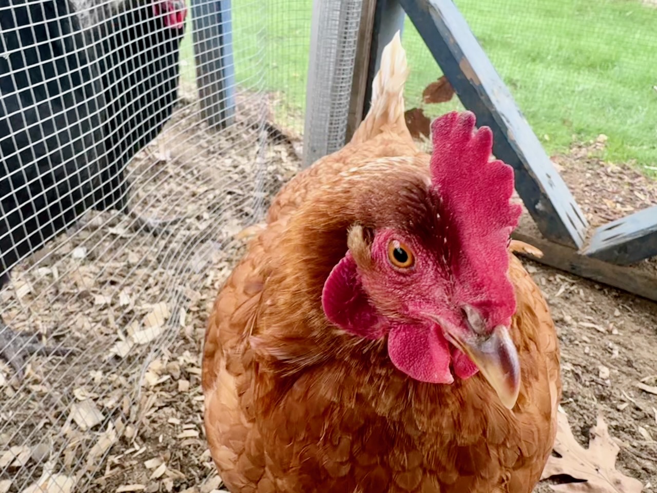Water Belly in Chickens: My Experience & What You Need to Know - City ...