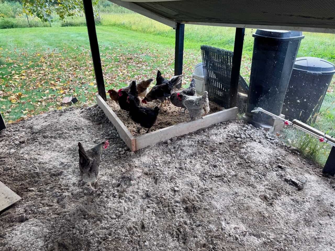 How to Use First Saturday Lime for Chickens - City Life to Farm Life