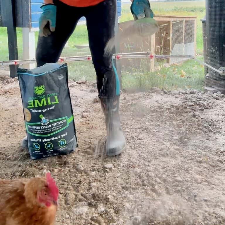 How to Use First Saturday Lime for Chickens - City Life to Farm Life