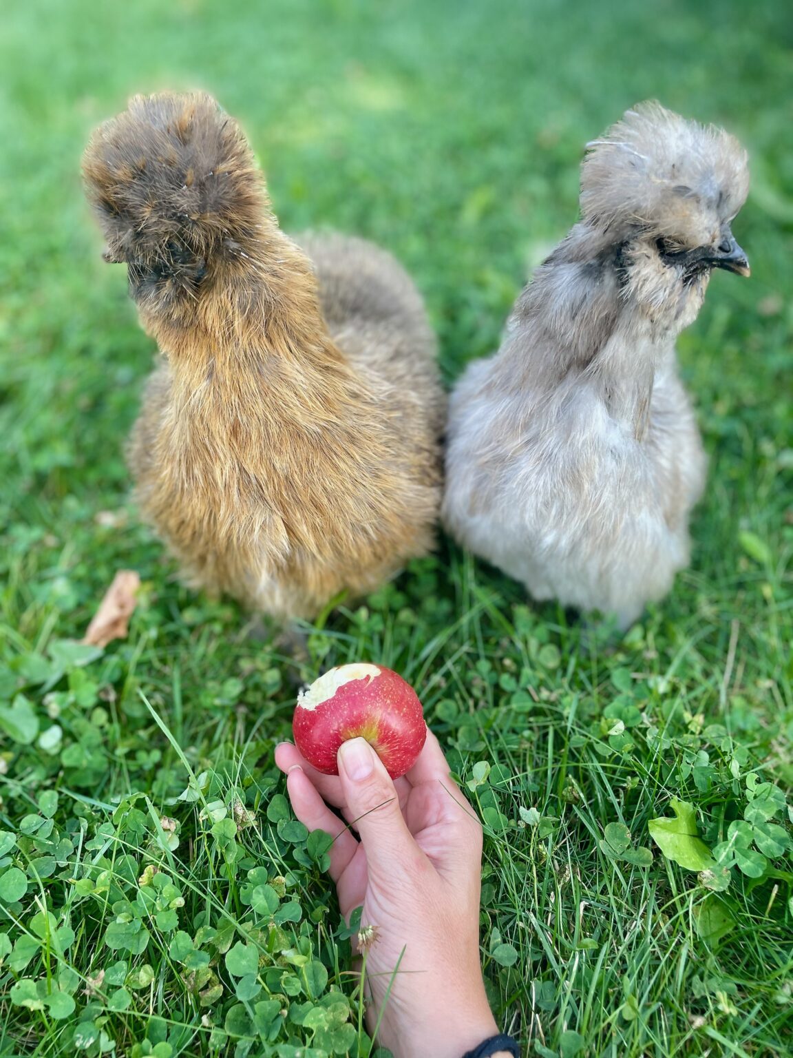 What Not to Feed Your Chickens: 21 Things to Avoid