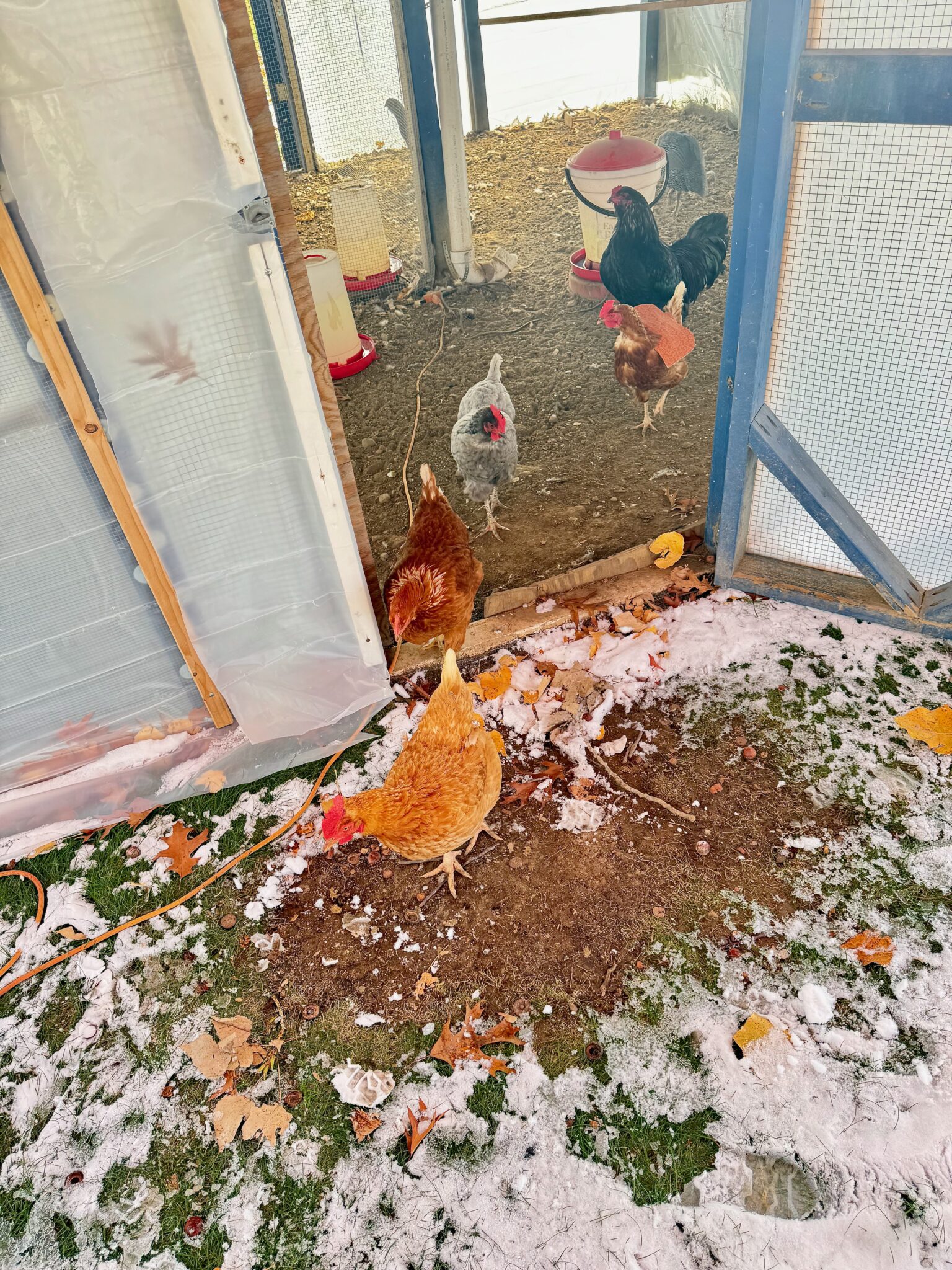 How to Winterize Your Chicken Coop and Run