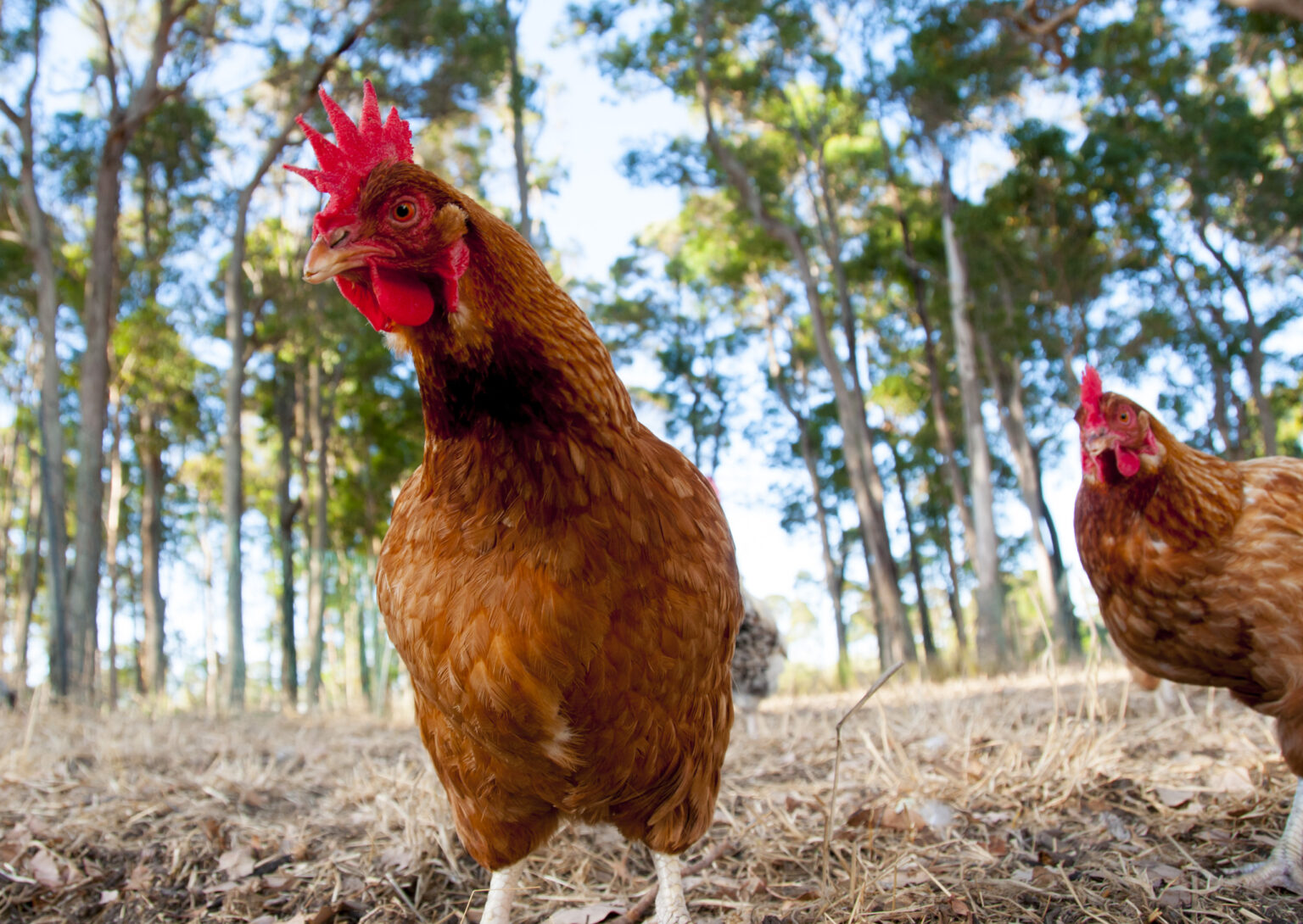 Why do Chickens Cluck? Understanding Chicken Sounds