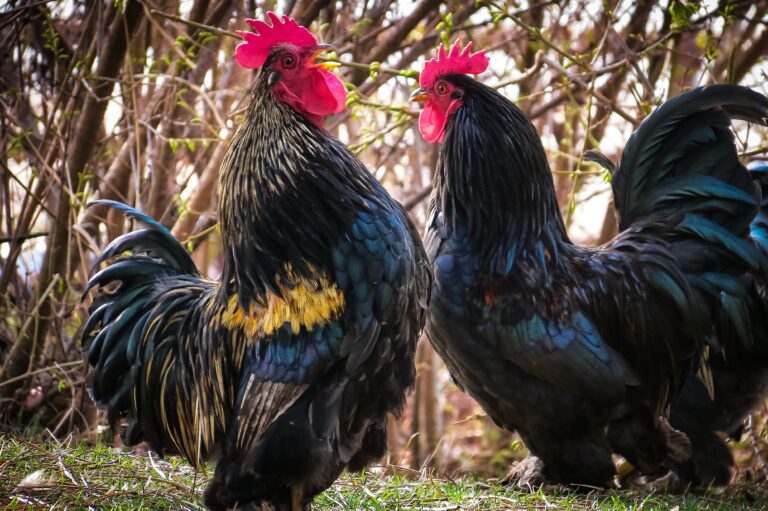 The 15 Best Chicken Breeds for Foraging and Free Ranging