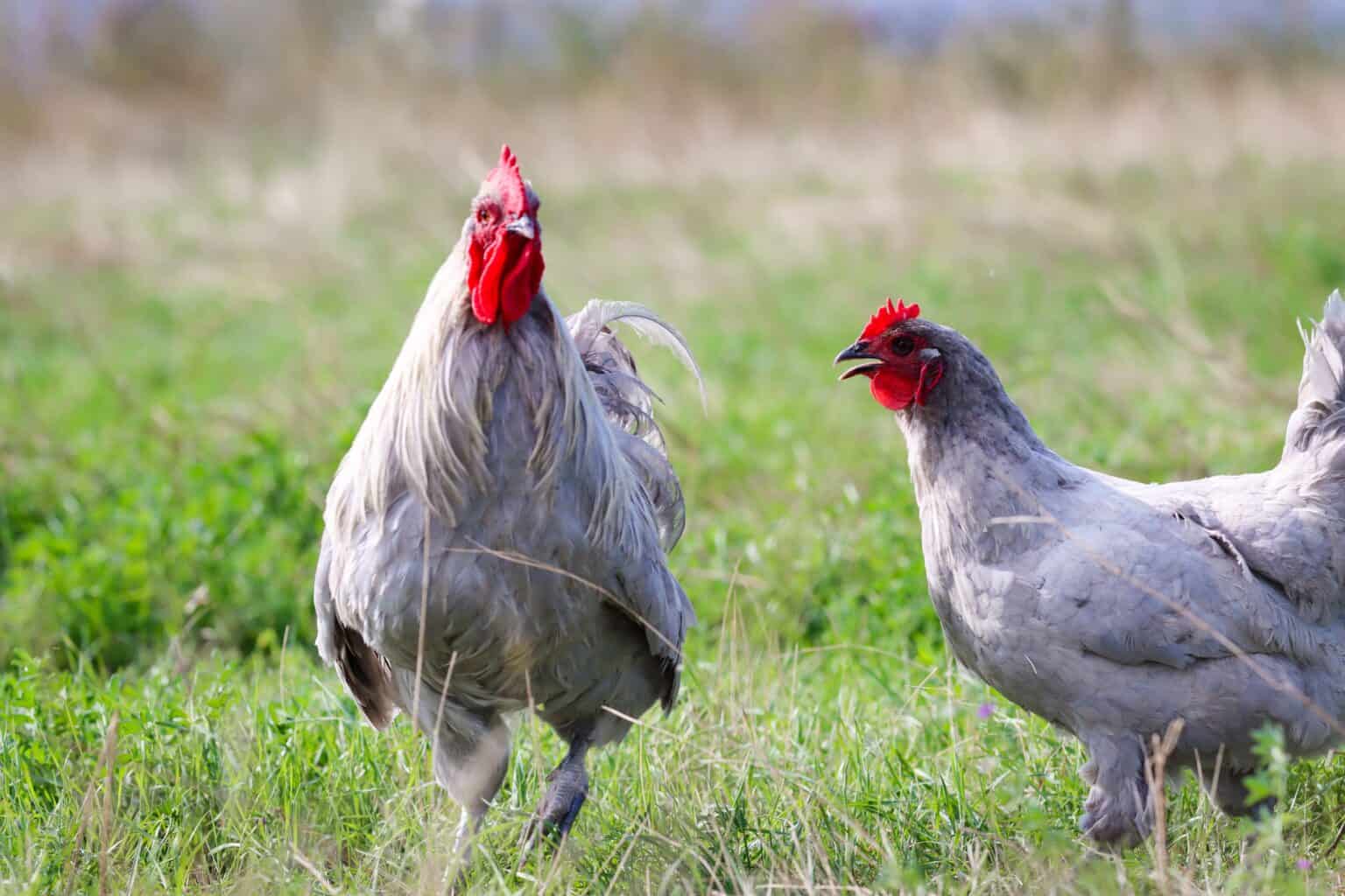 What Are Lavender Chicken Breeds?