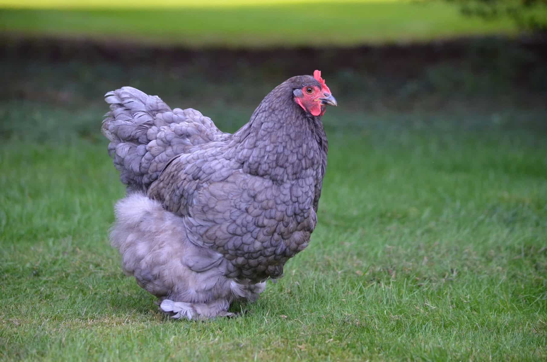 What Are Lavender Chicken Breeds?