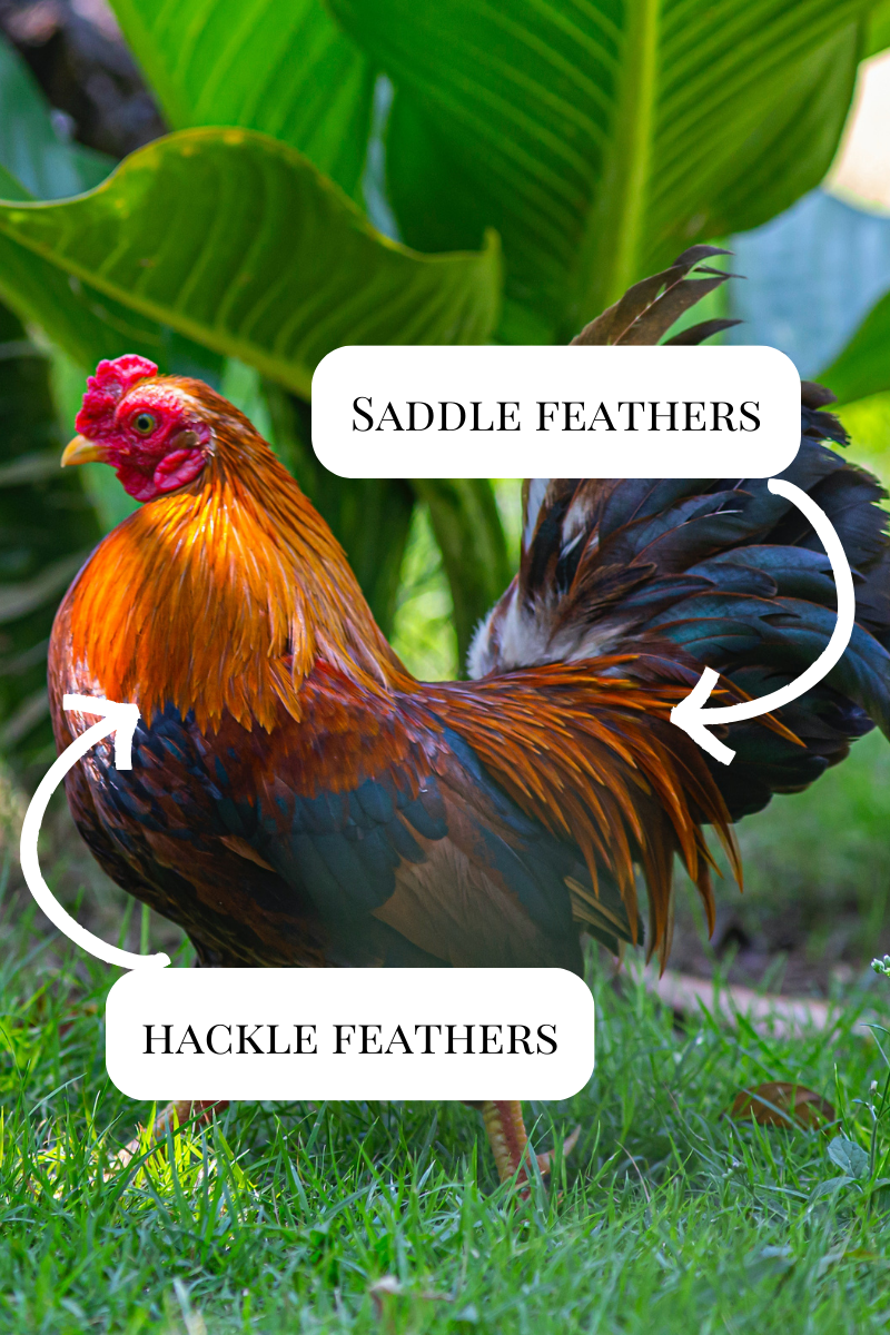 What Are Male Chickens Called?