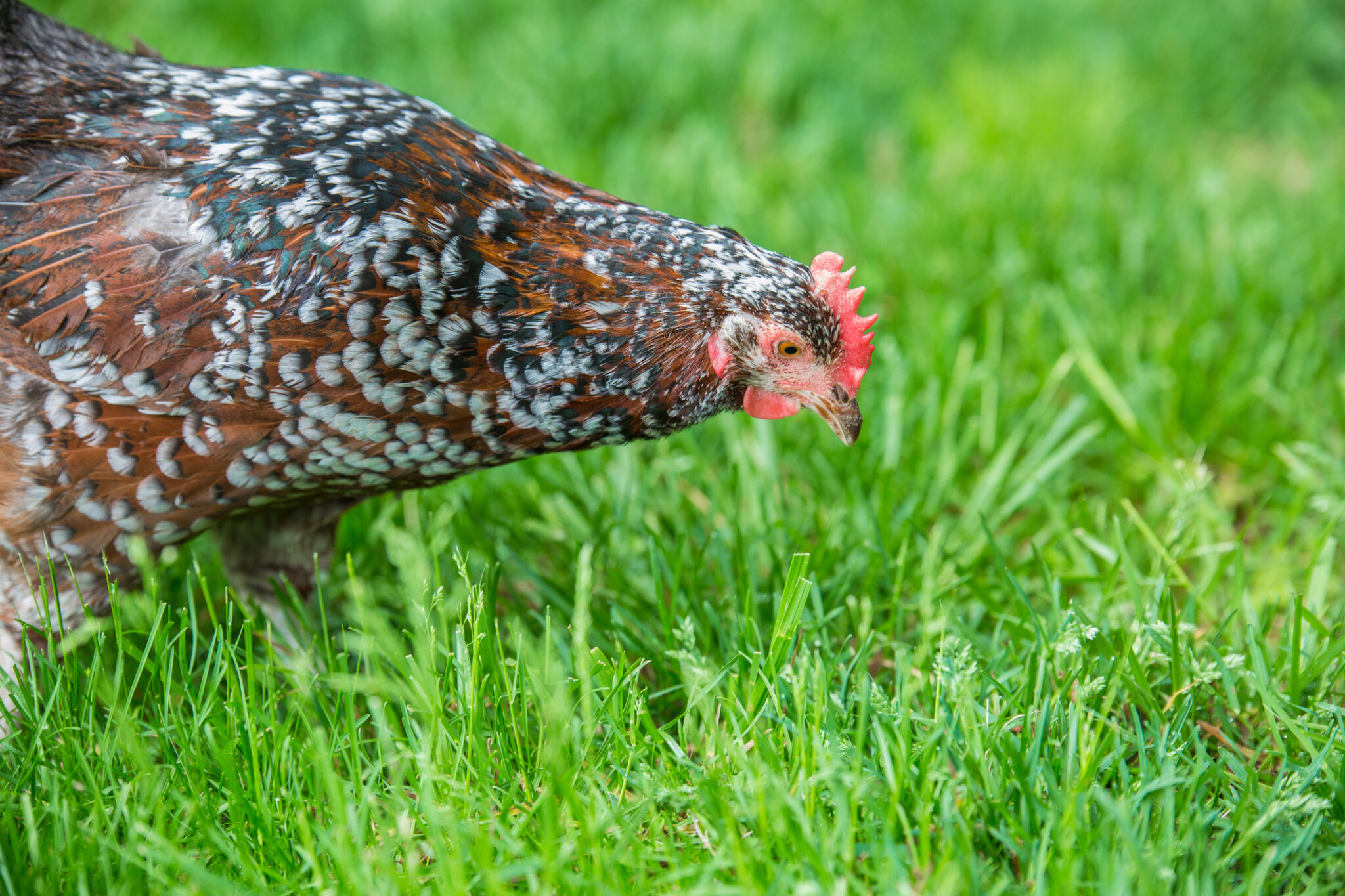 The 15 Best Chicken Breeds for Foraging and Free Ranging