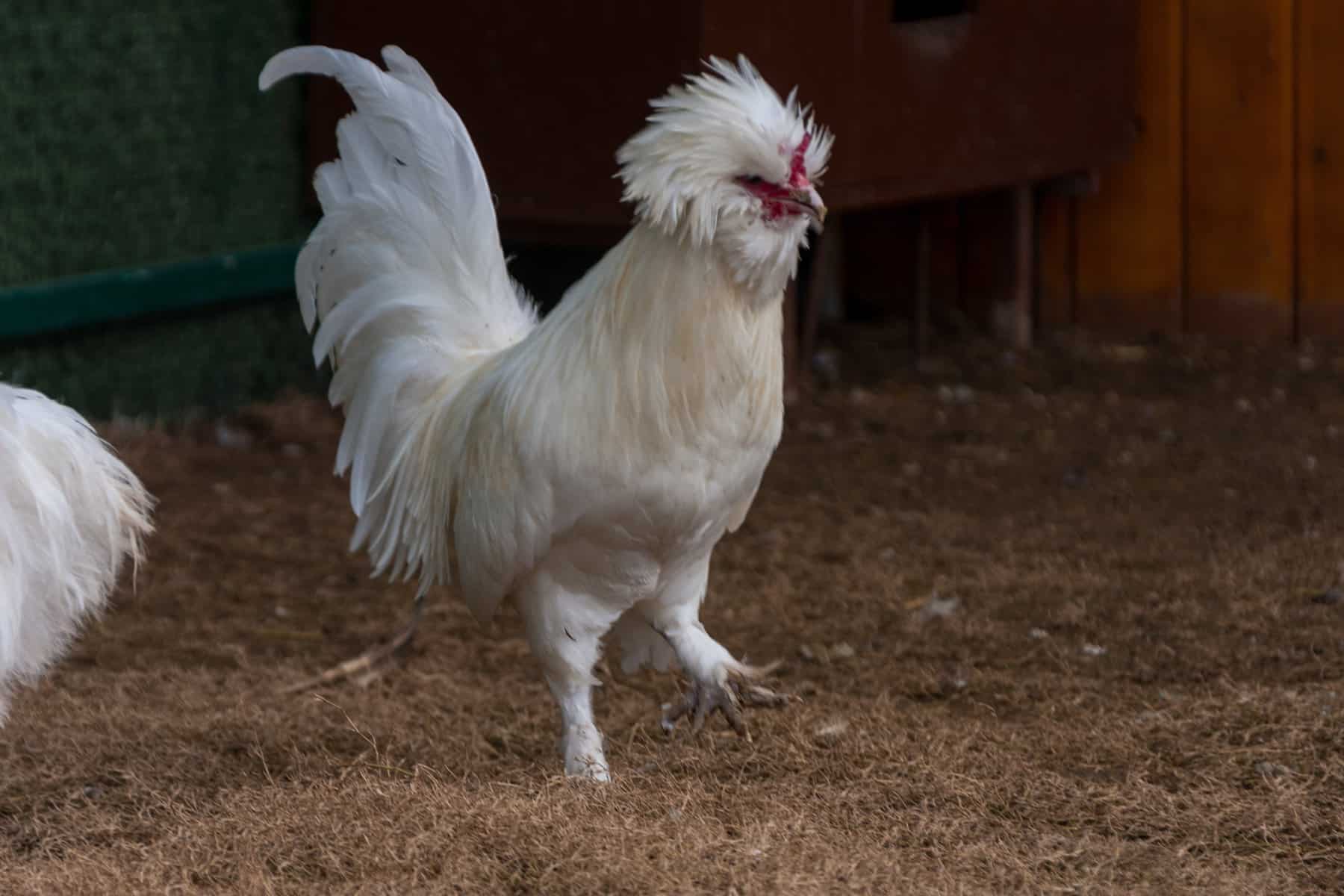 Pure Elegance: Top White Chicken Breeds - City Life to Farm Life