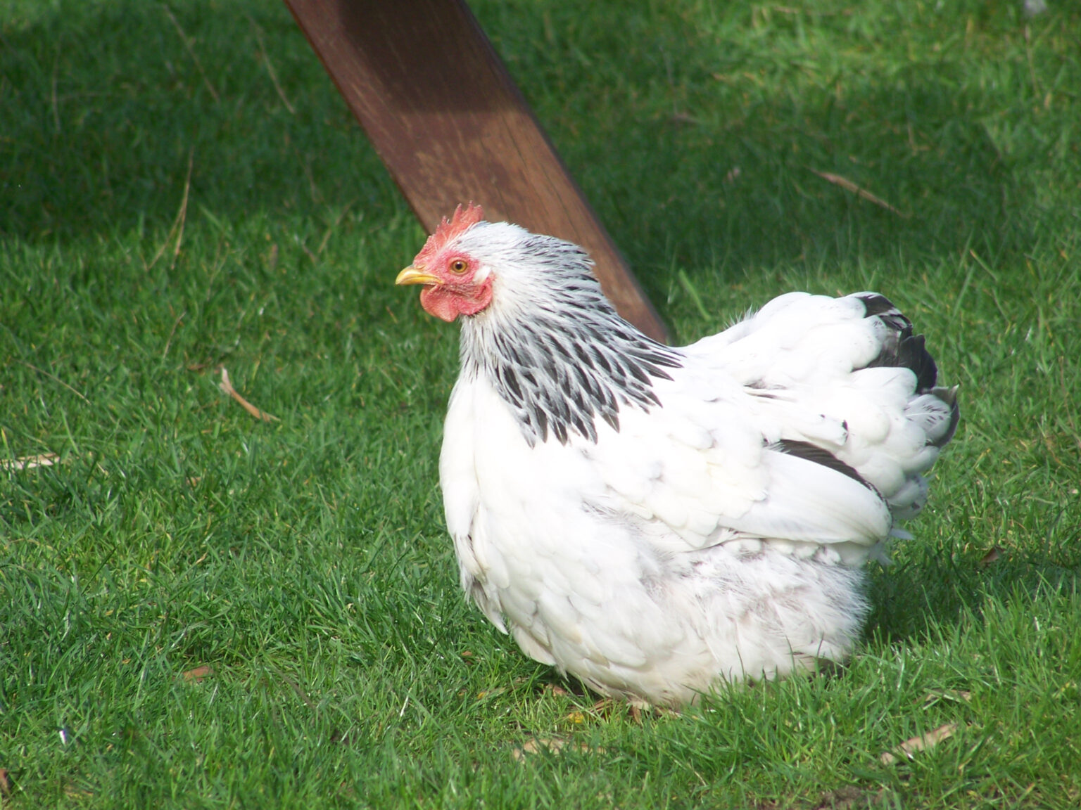 The 15 Best Chicken Breeds for Foraging and Free Ranging