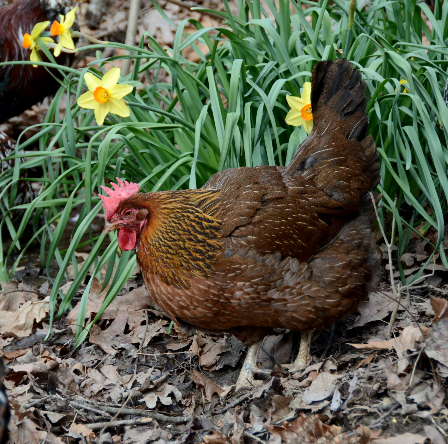 The 15 Best Chicken Breeds for Foraging and Free Ranging