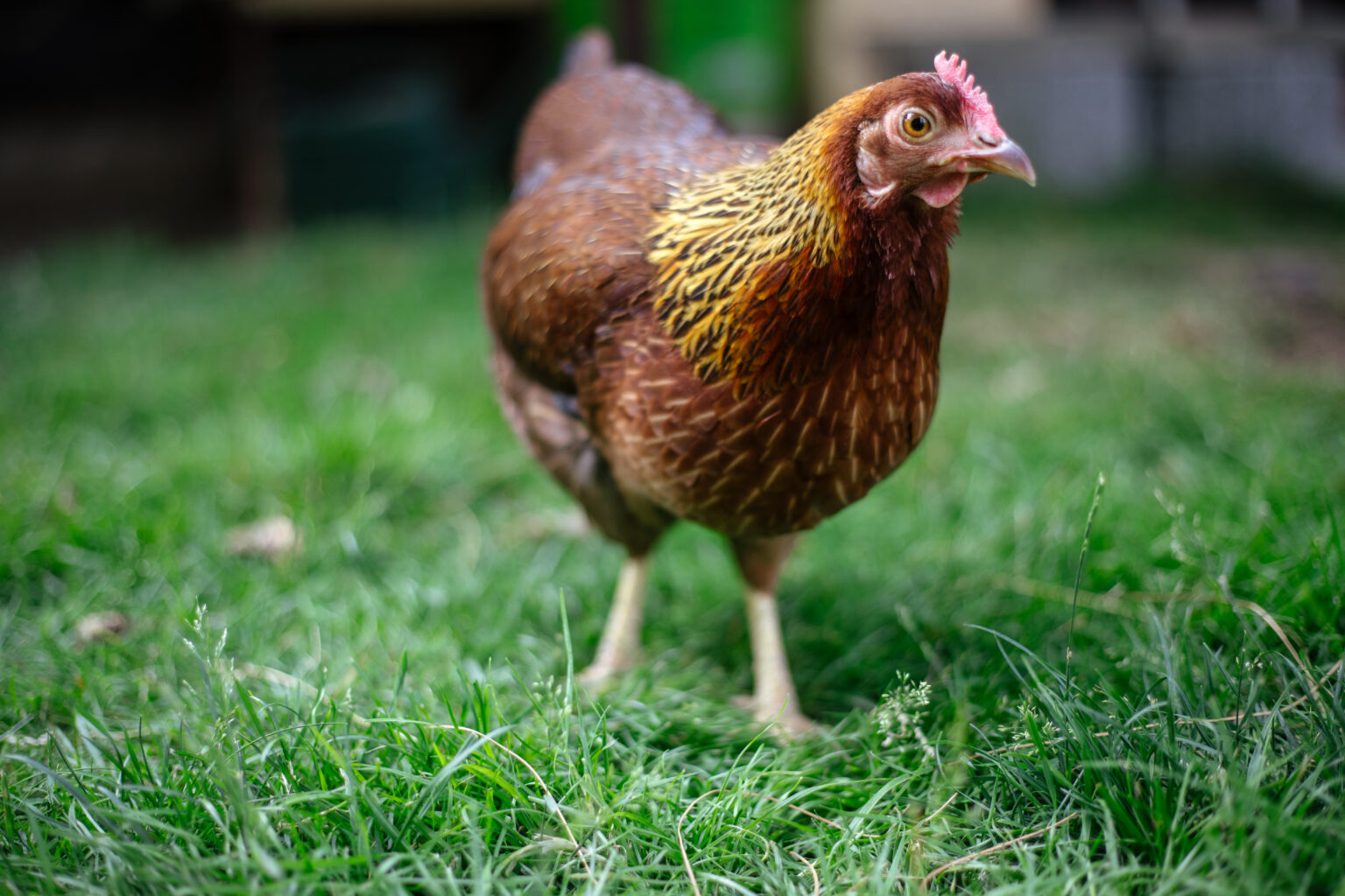 Do Owls Eat Chickens? A Guide for Poultry Owners - City Life to Farm Life
