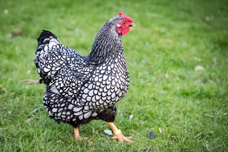 The 15 Best Chicken Breeds for Foraging and Free Ranging