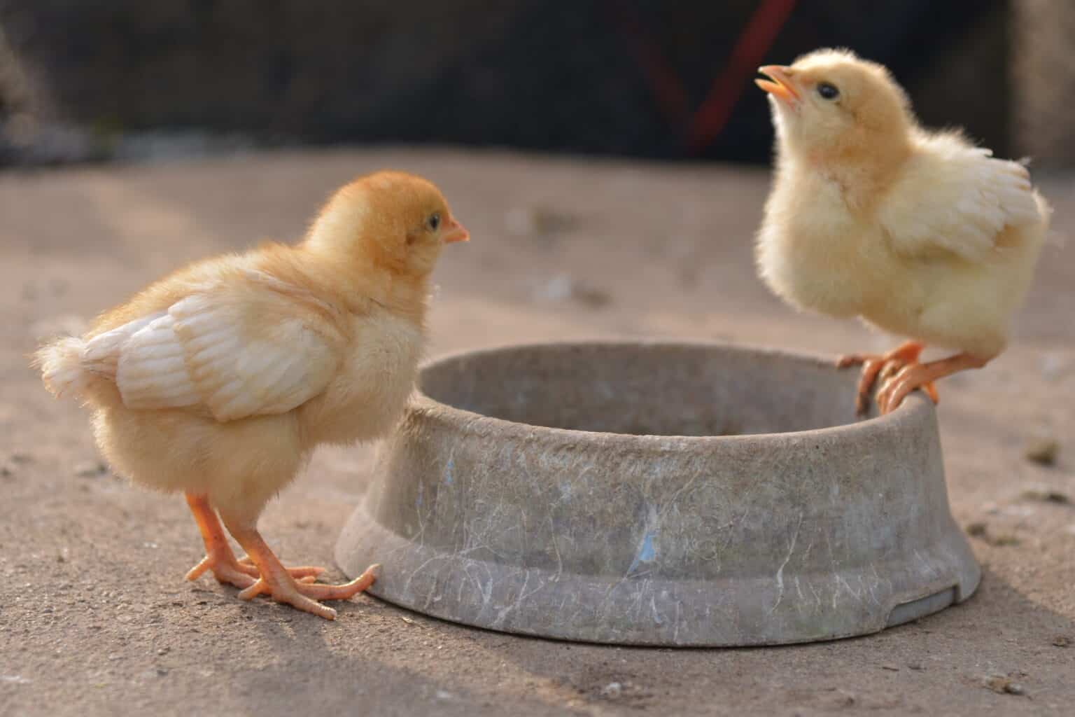 How Long Can Chickens Go Without Water?