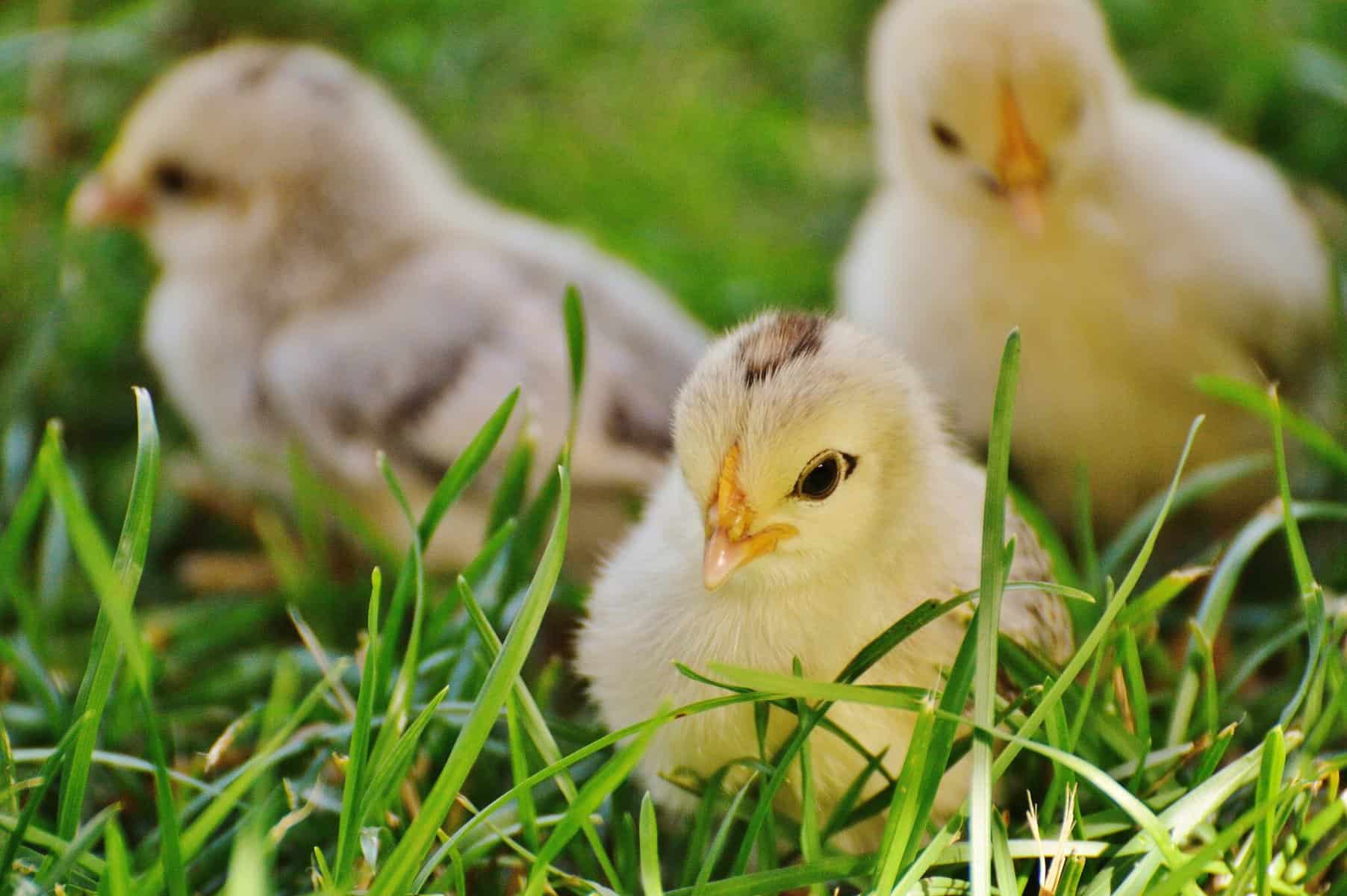 13 Ways to Protect Your Chickens from Predators - City Life to Farm Life