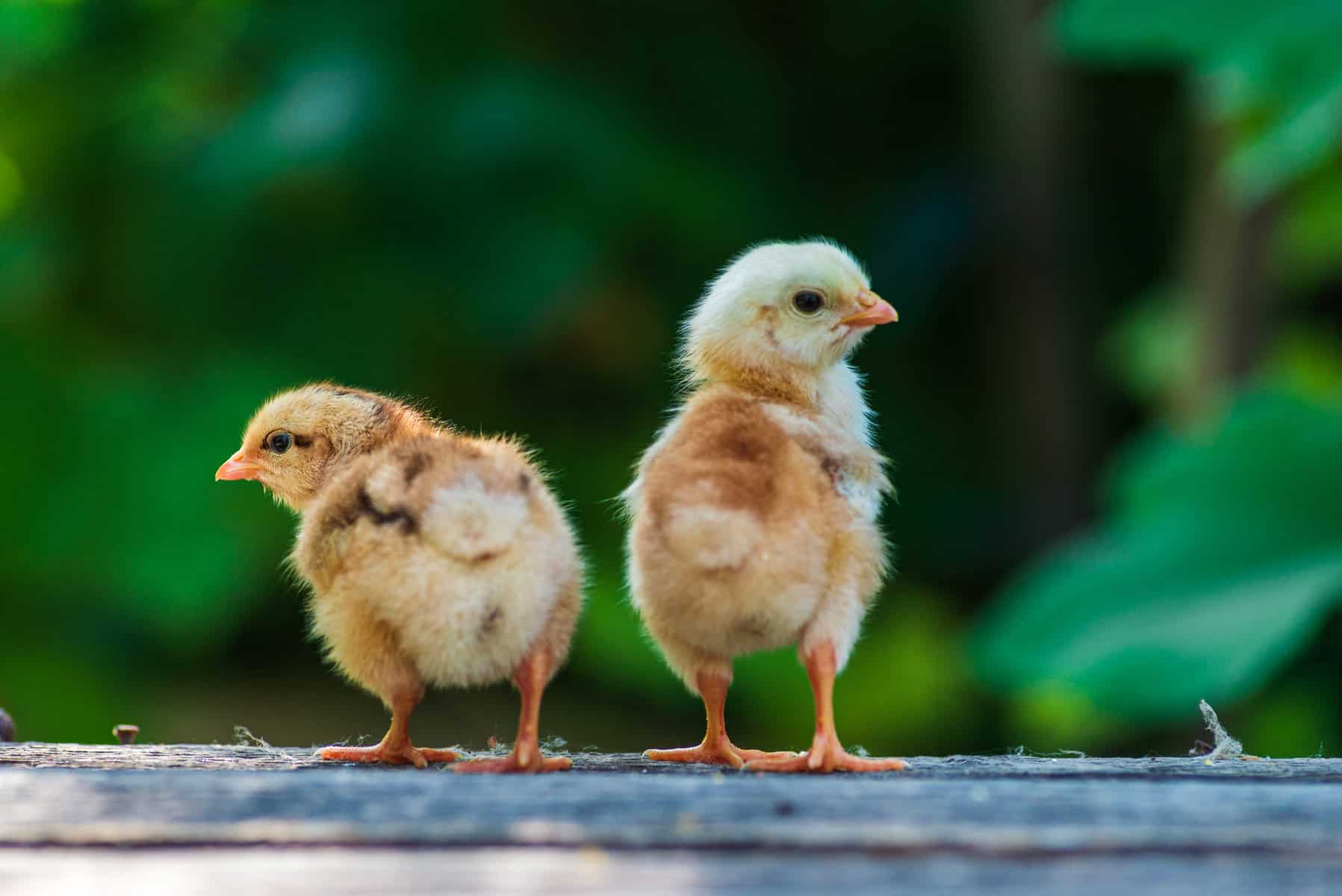 The Colorful World of the Dixie Rainbow Chicken Breed