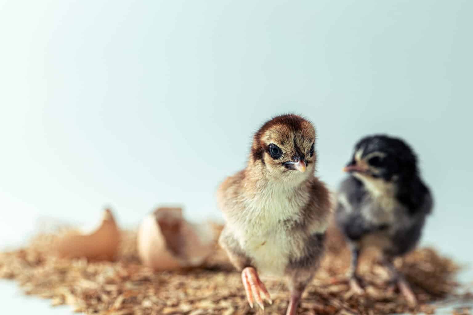 Understanding Pasty Butt in Baby Chicks