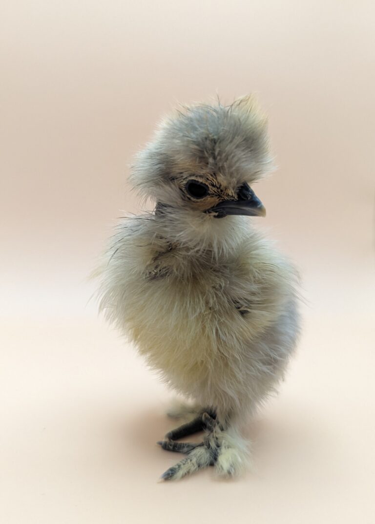 A Guide for How Big Silkie Chickens Can Get