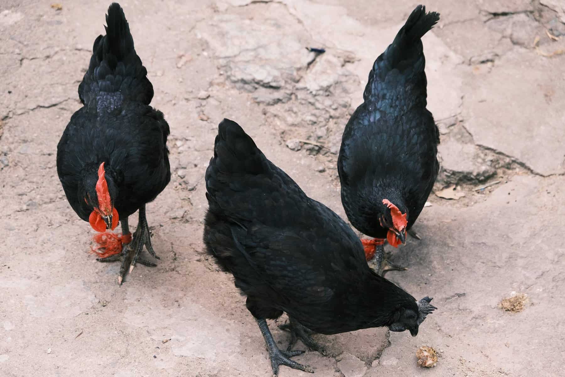 Black Meat Chicken Breeds