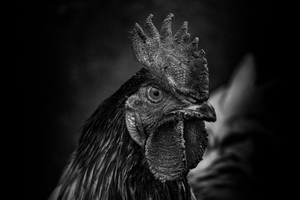 The Ultimate Bug Buffet: What Bugs Do Chickens Eat? - City Life to Farm ...