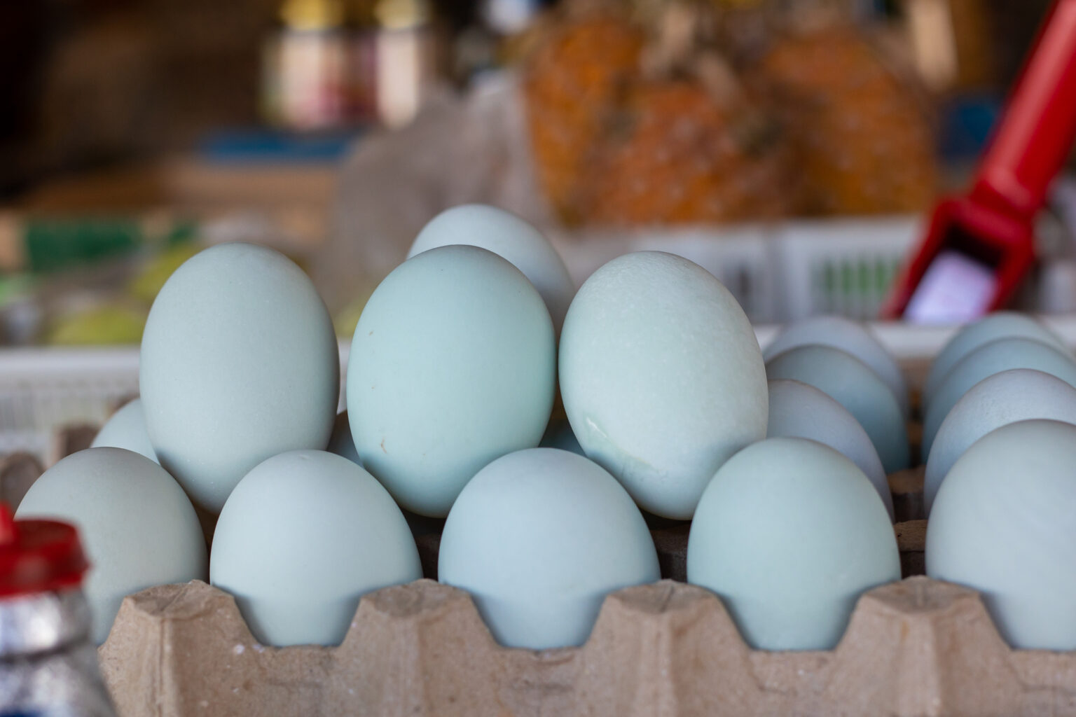 Cream Legbar Chickens: My Favorite Blue Egg Layers - City Life to Farm Life