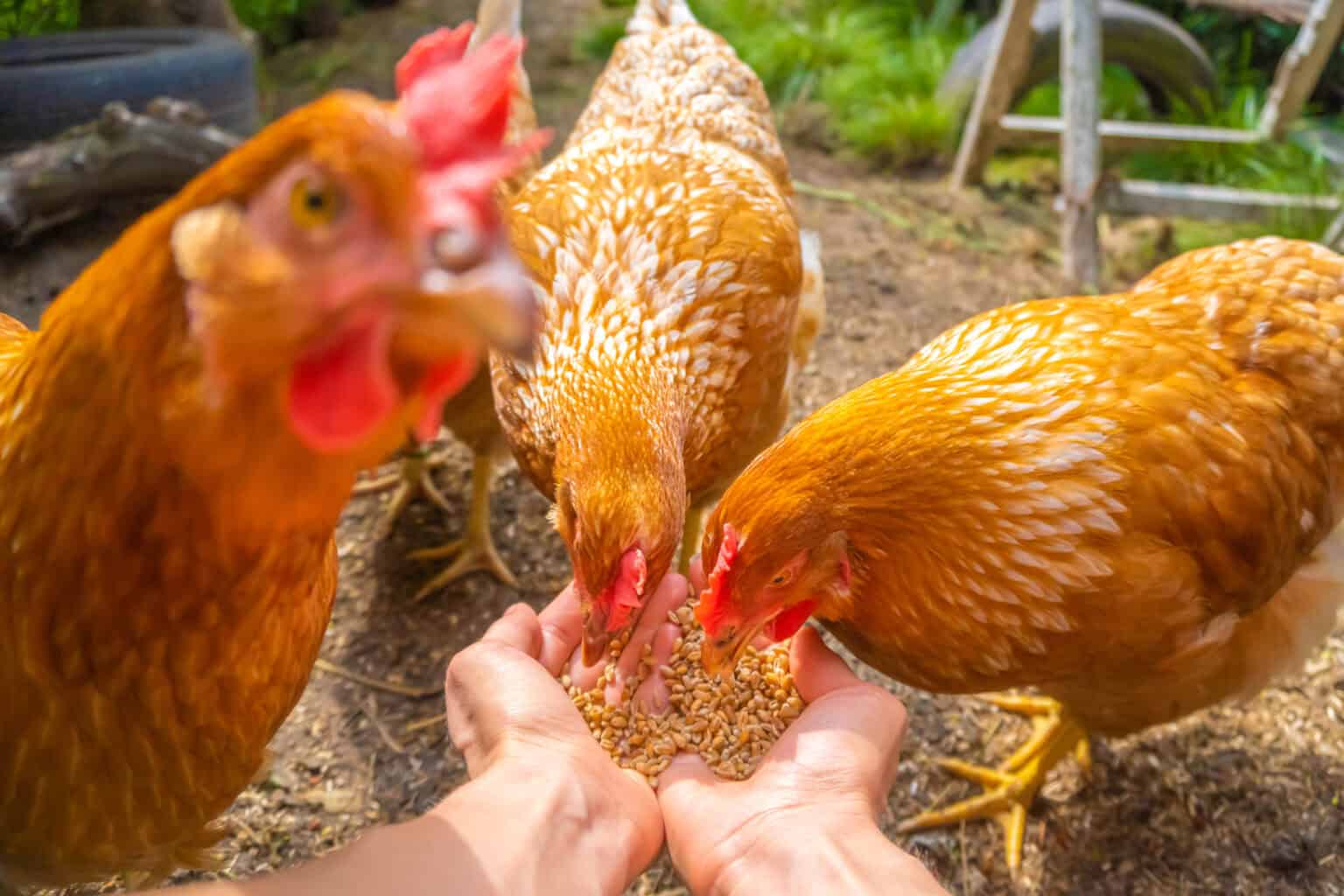 Henopause: What Happens When Your Hens Stop Laying? - City Life to Farm ...