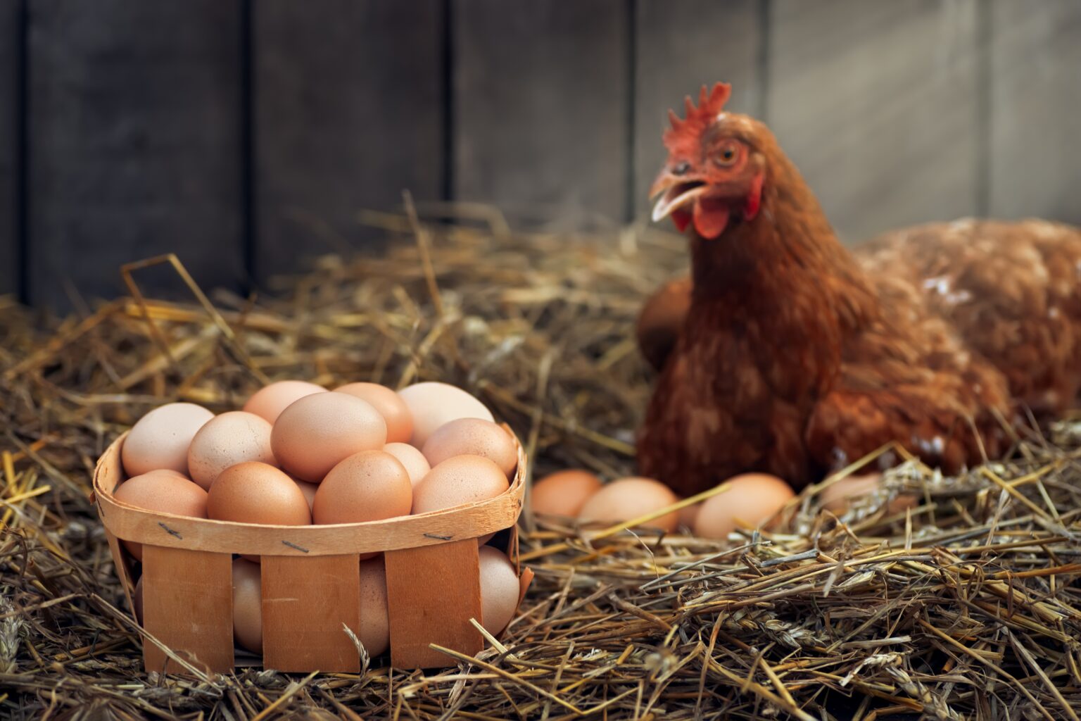 Chicken Molting: What It Is, Why It Happens, and How to Help - City ...