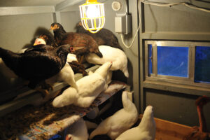 Do Chickens Have Periods? Unpacking Egg-Laying - City Life to Farm Life