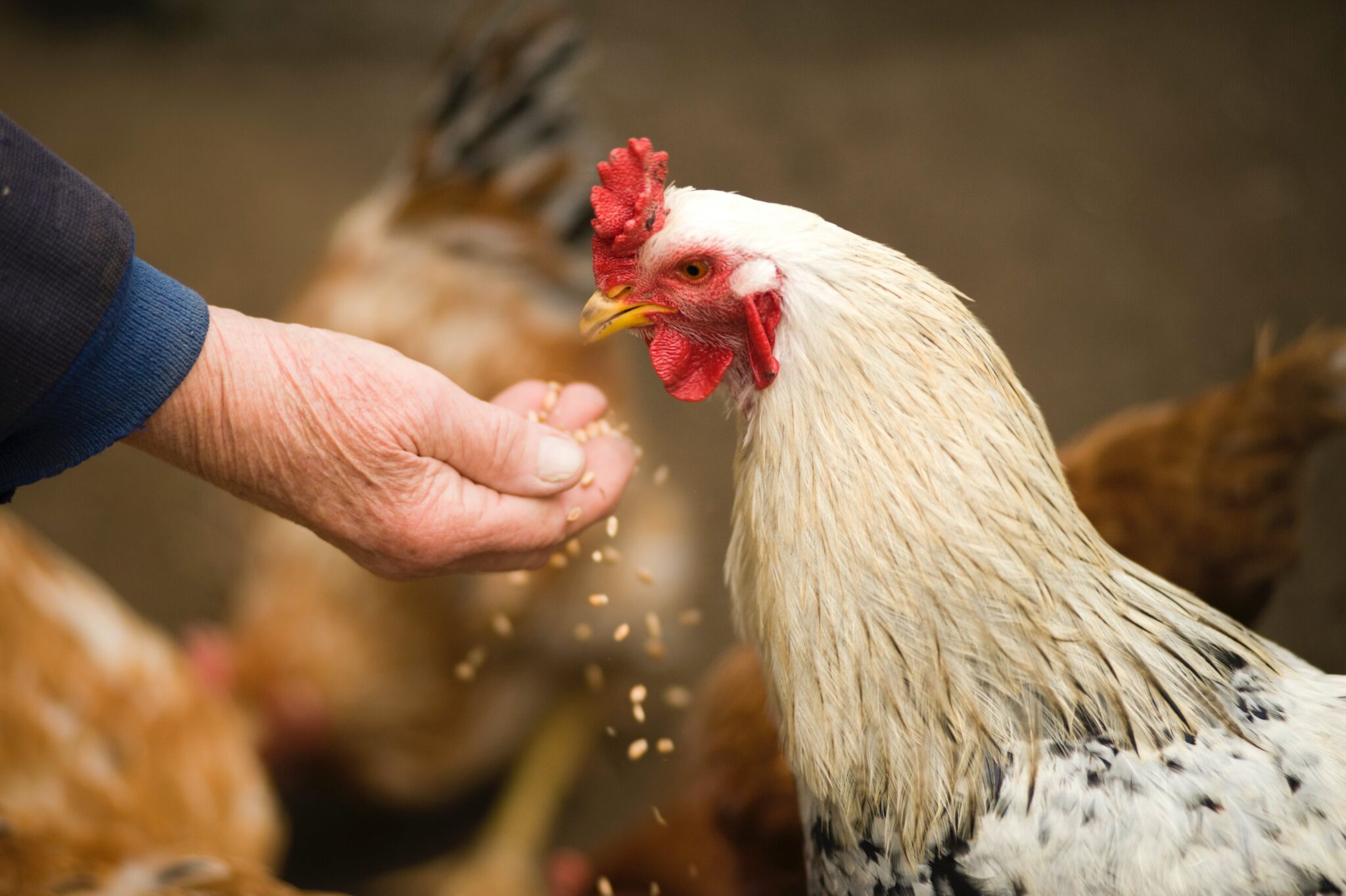 The Ultimate Bug Buffet: What Bugs Do Chickens Eat? - City Life to Farm ...