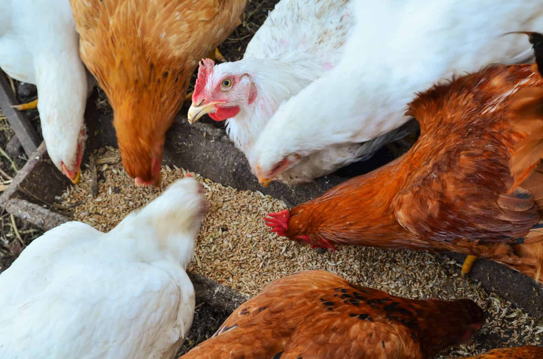 What Do Chickens Eat? A Complete Guide to Feeding Your Flock