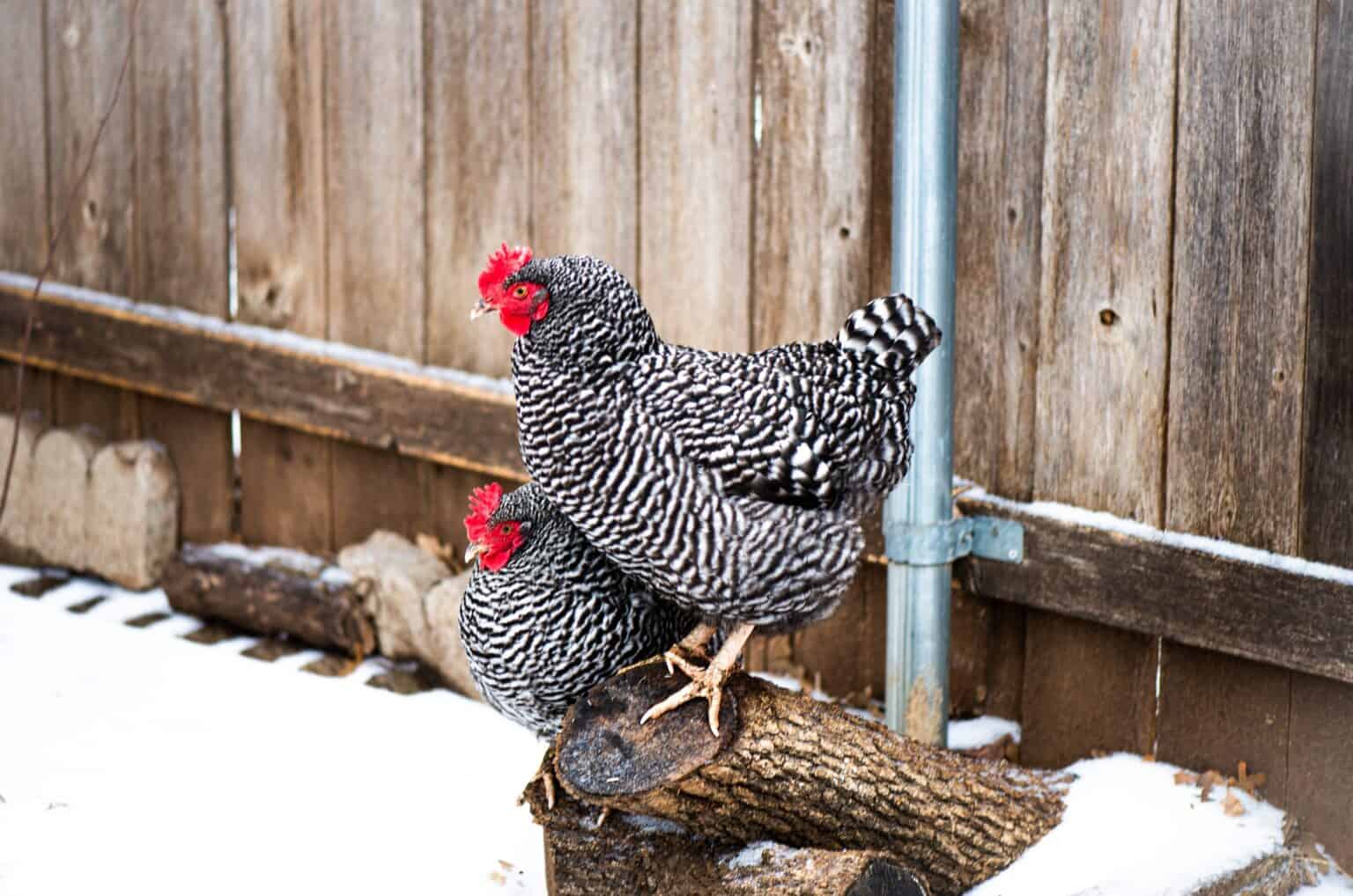 How to Keep Chickens Warm in Winter Without Electricity - City Life to ...