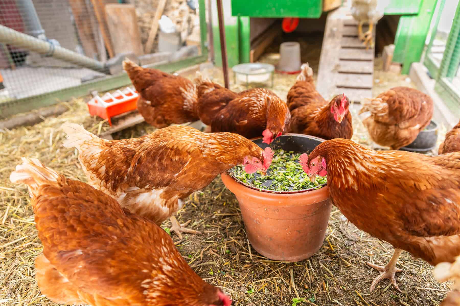 What do Chickens Like to Play With? - City Life to Farm Life