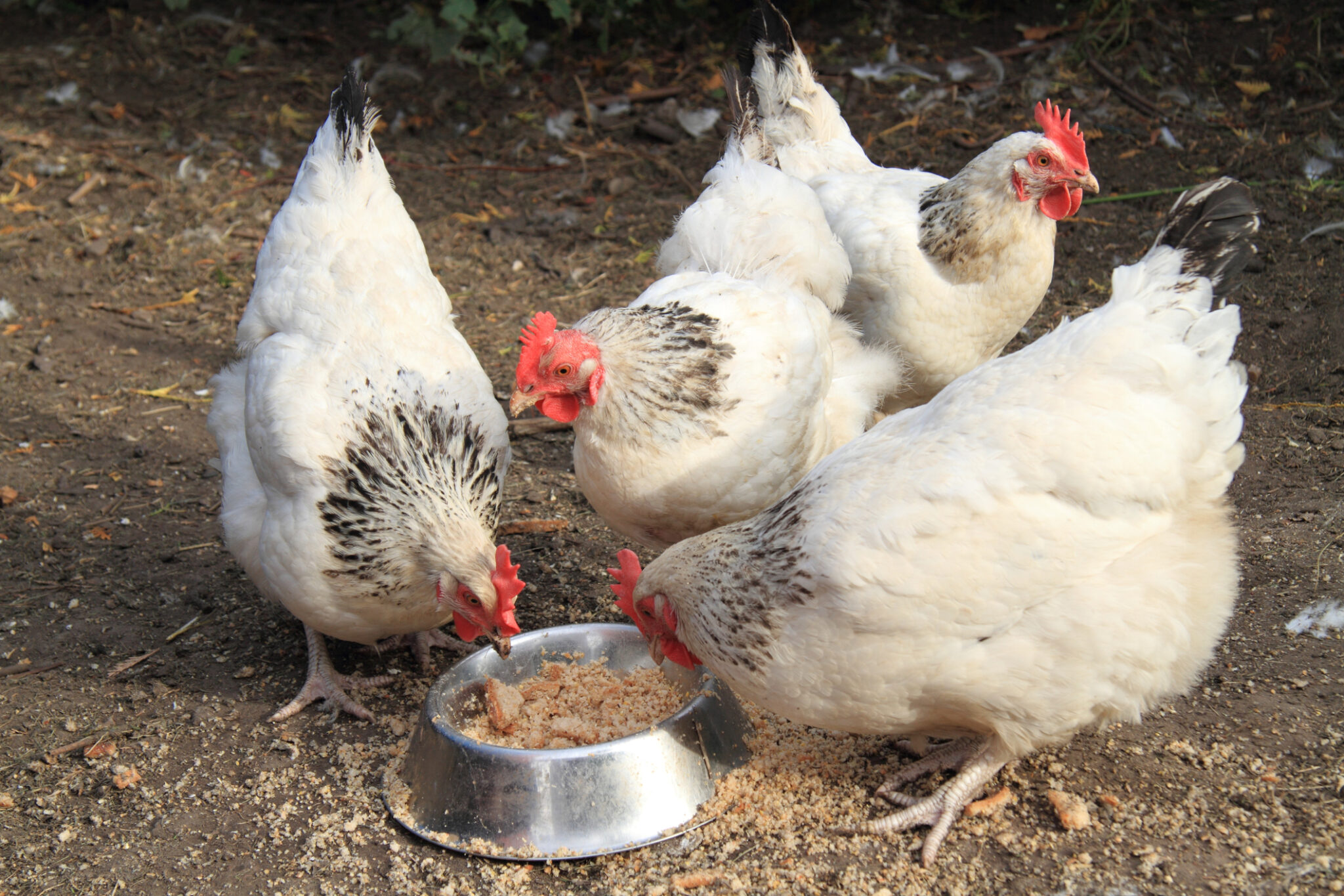 Can Chickens Eat Ham? - City Life to Farm Life