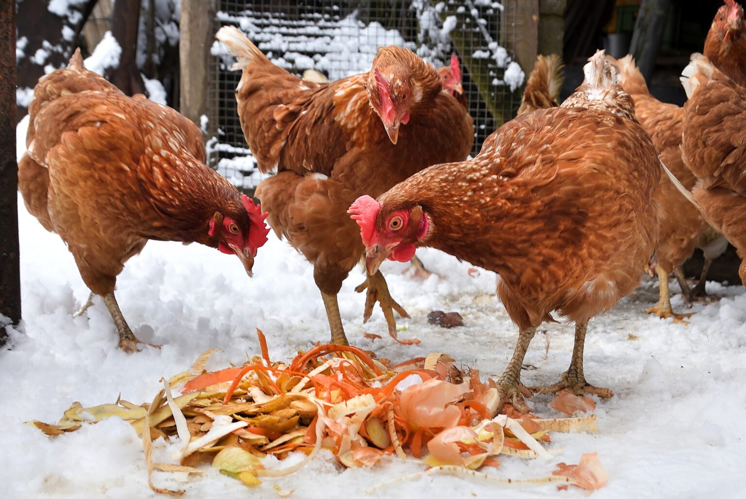 How to Stop Chickens from Pulling Out Feathers - City Life to Farm Life