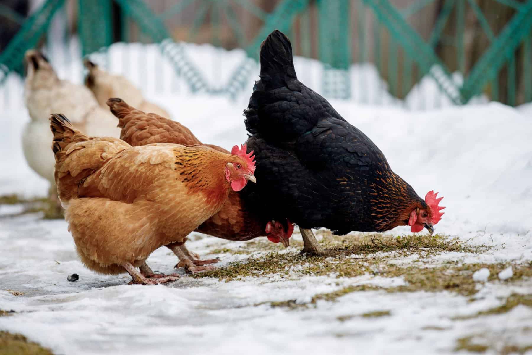 Pure Elegance: Top White Chicken Breeds - City Life to Farm Life