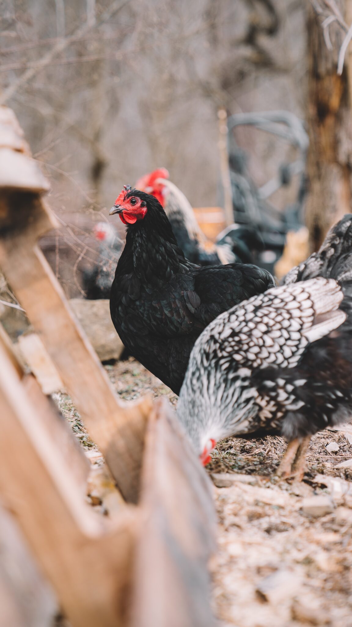 The Top Quiet Chicken Breeds for Peaceful Coops
