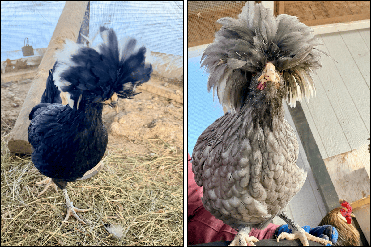 Polish Chicken Breed Guide for Backyard Flocks - City Life to Farm Life