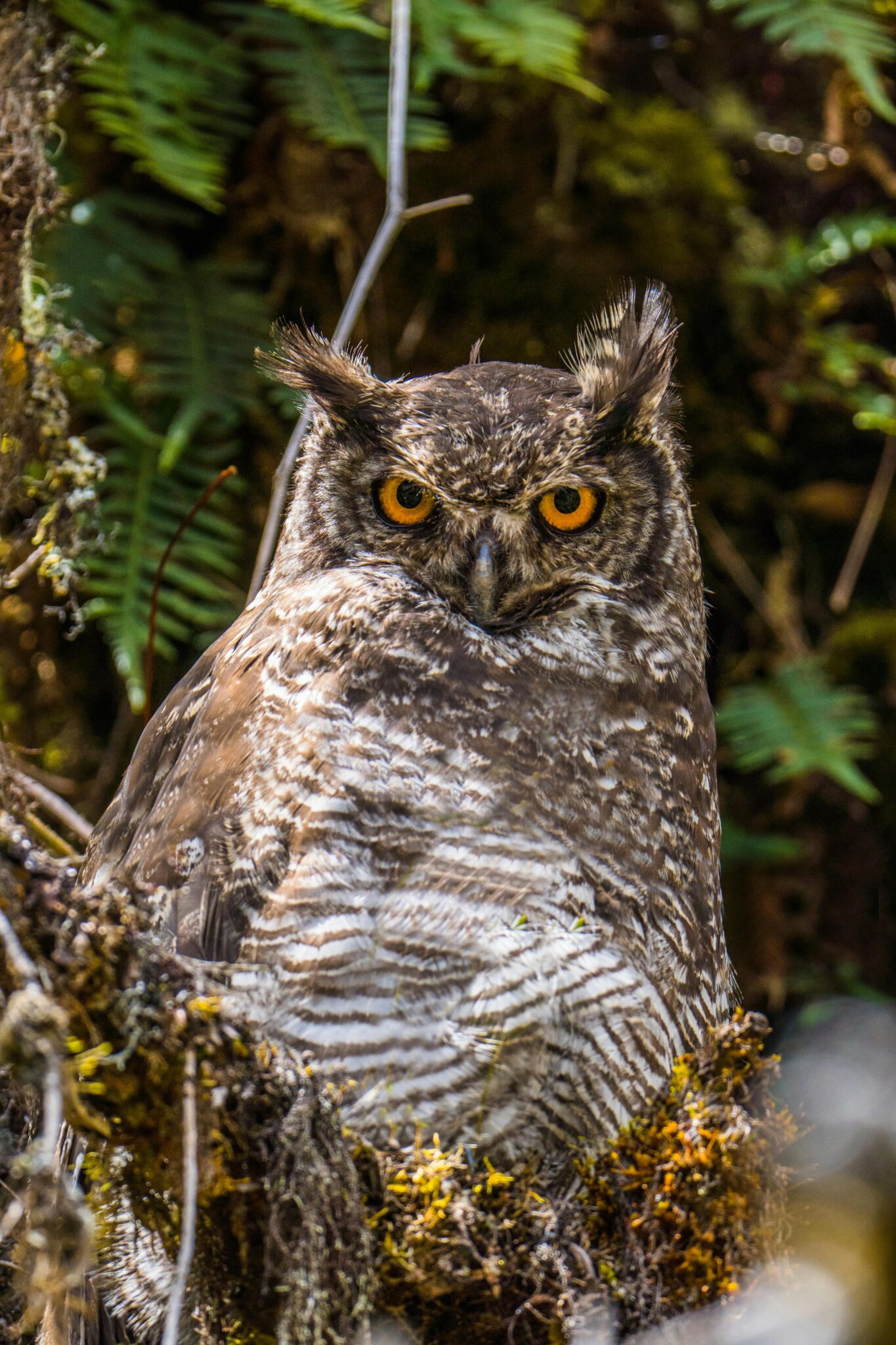 Do Owls Eat Chickens? A Guide for Poultry Owners - City Life to Farm Life